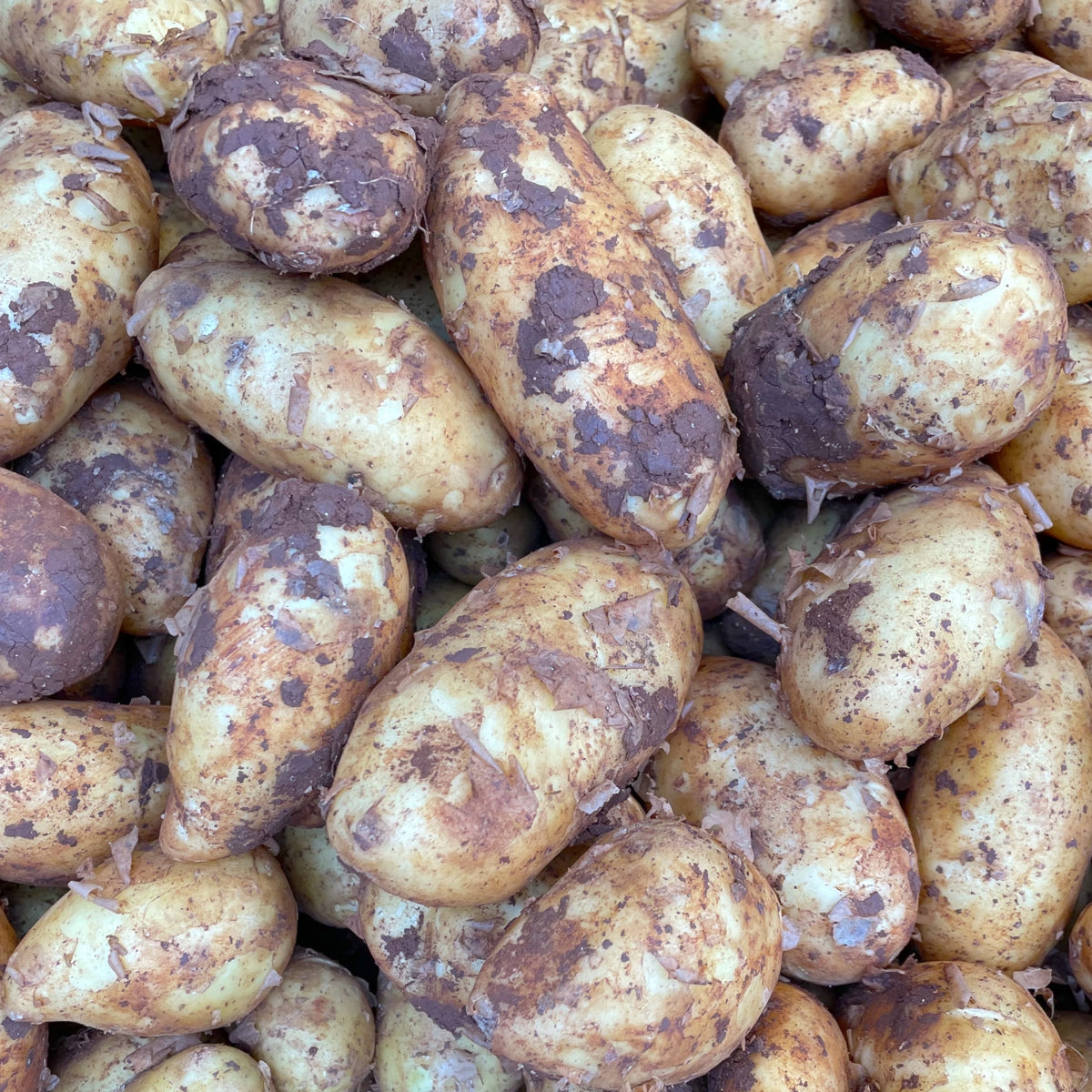 Cyprus Potatoes 500g – MyJam Food