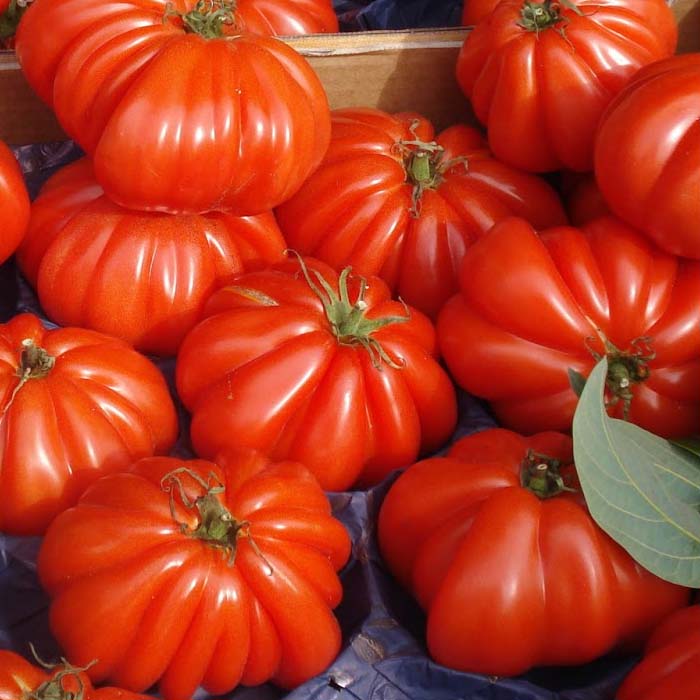 Dragon Beef Tomato 1kg – MyJam Food