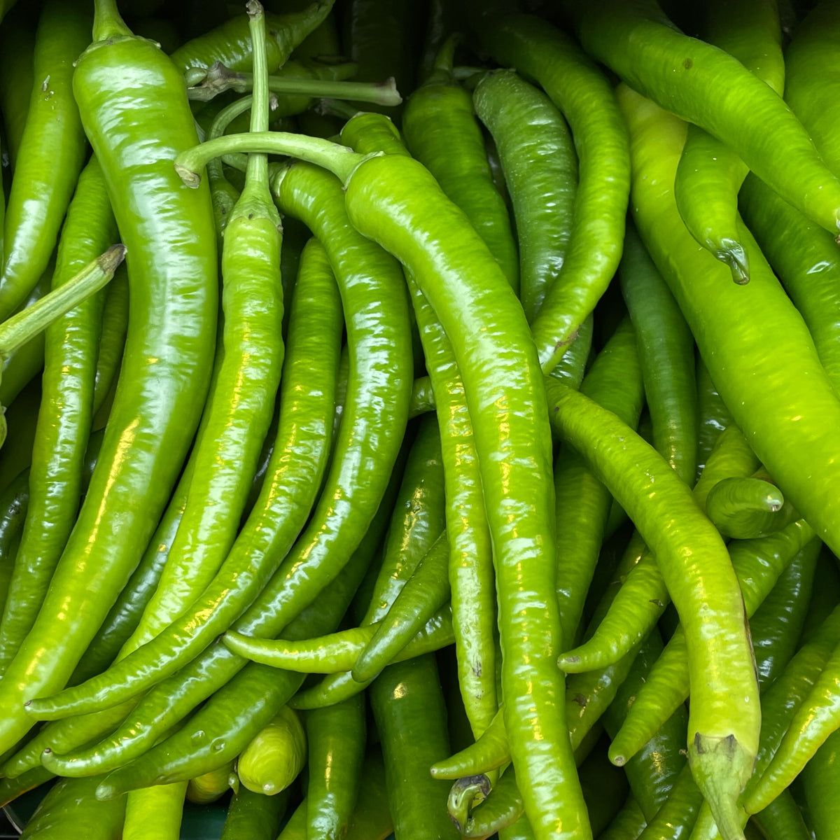 Turkish Chilli Pepper 500g – MyJam Food