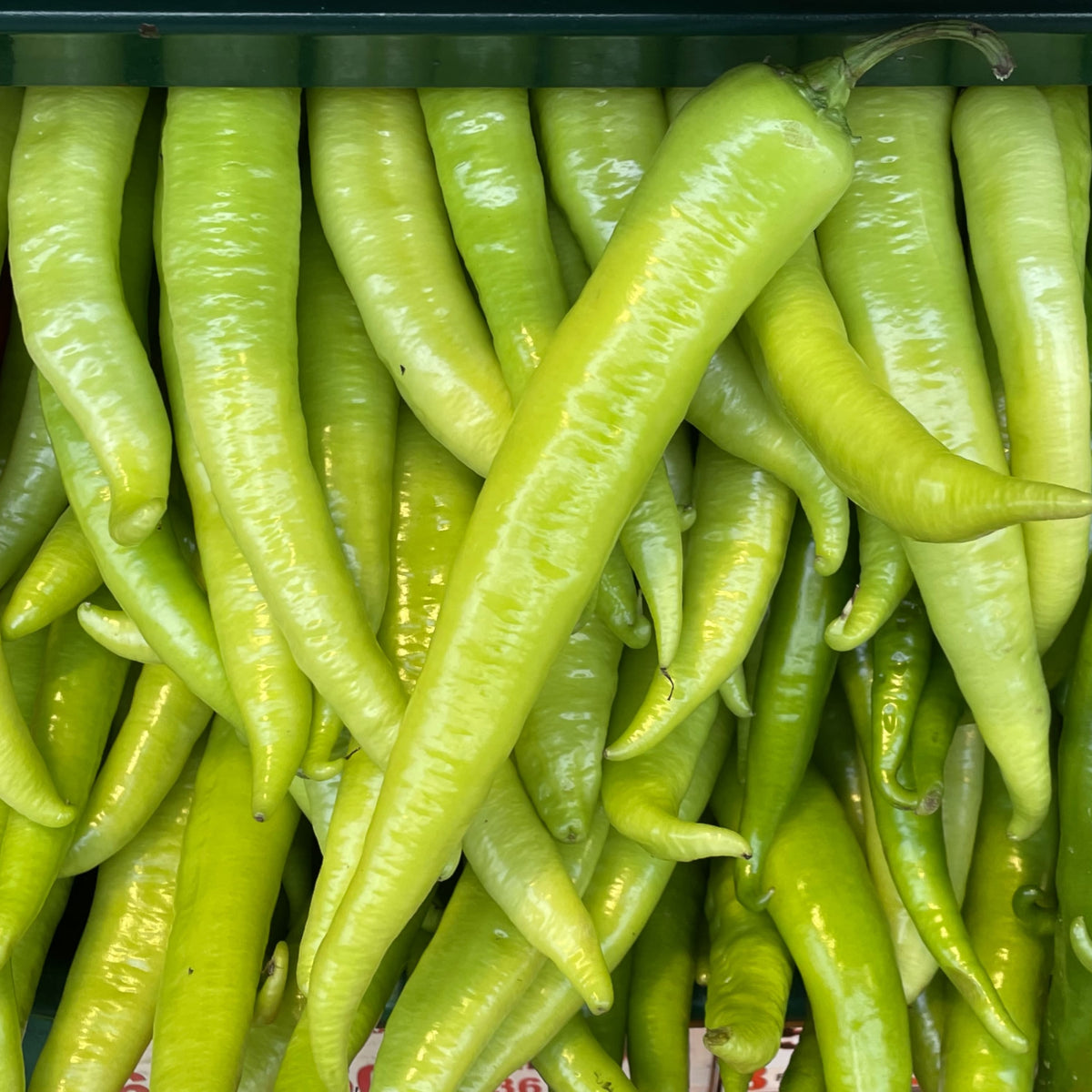 Turkish Green Pepper 400g – MyJam Food
